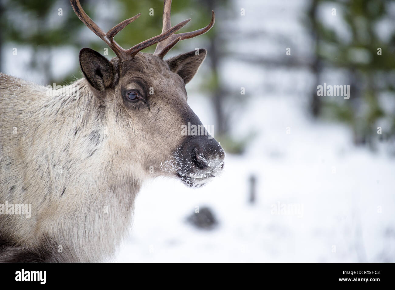 Bull caribou in winter hi-res stock photography and images - Alamy
