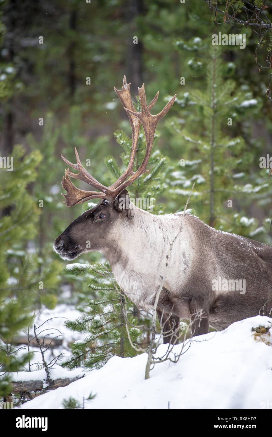 Bull caribou in winter hi-res stock photography and images - Alamy