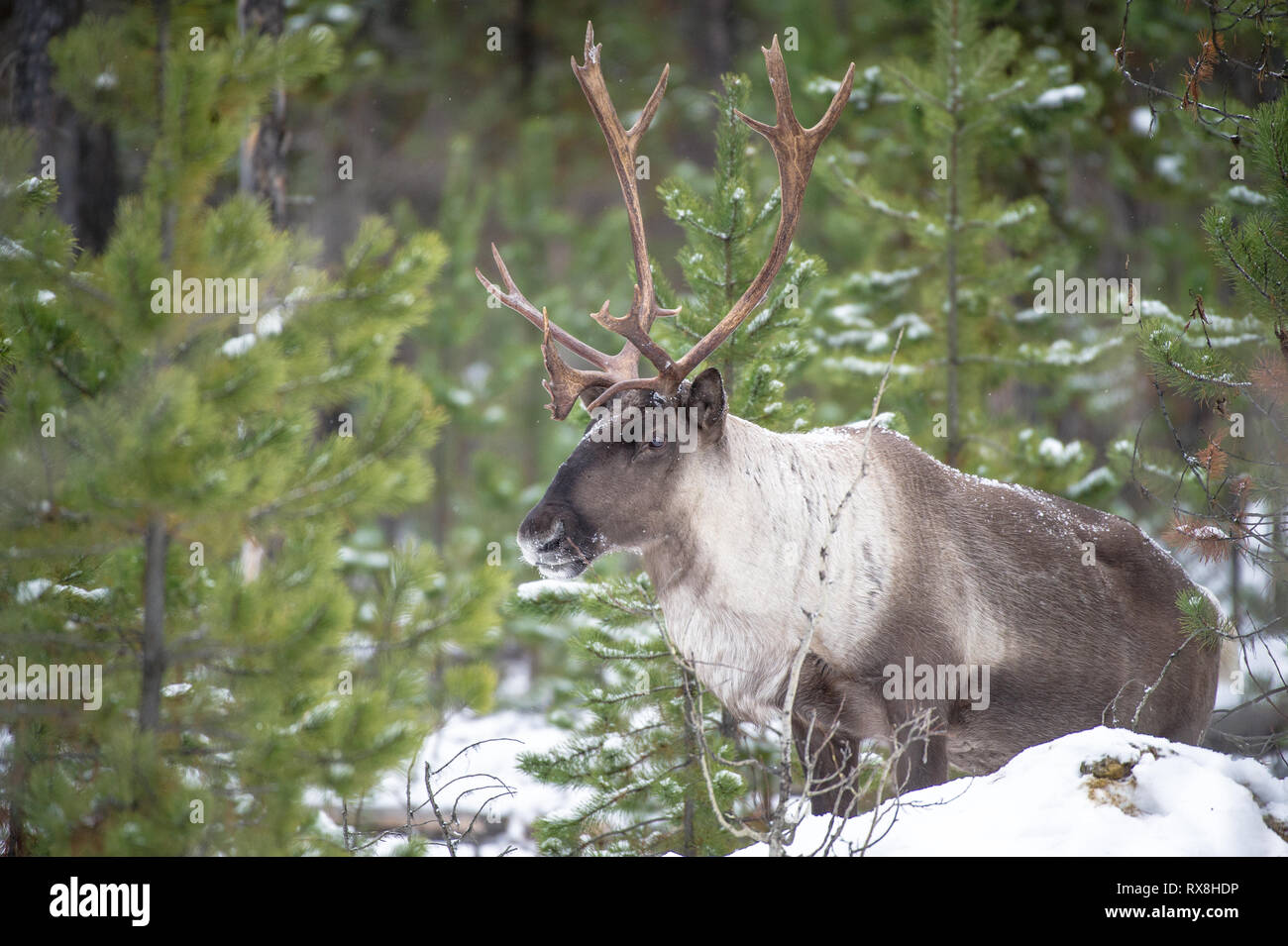 Grazing woodland caribou rangifer tarandus caribou in winter hi-res ...