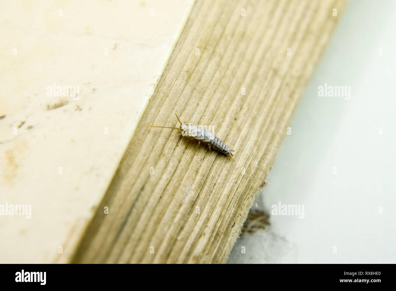 Insect feeding on paper - silverfish. Pest books and newspapers Stock ...