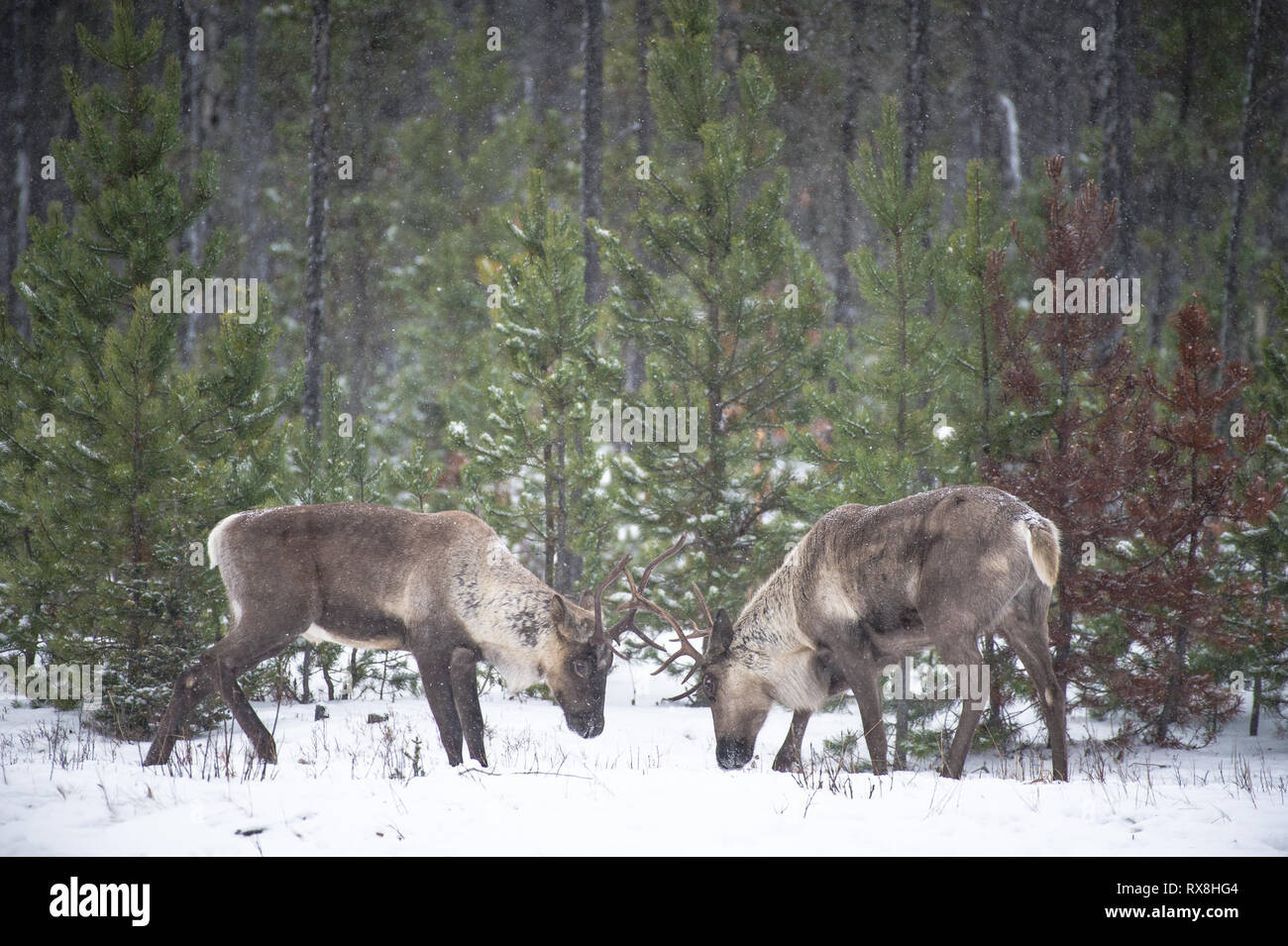Caribou winter fight hi-res stock photography and images - Alamy