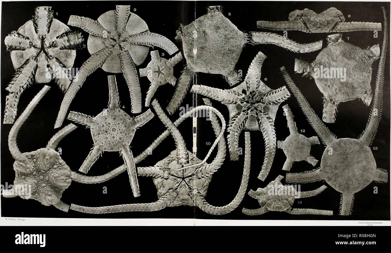 Echinodermes (astéries, ophiures et échinides Stock Photo - Alamy