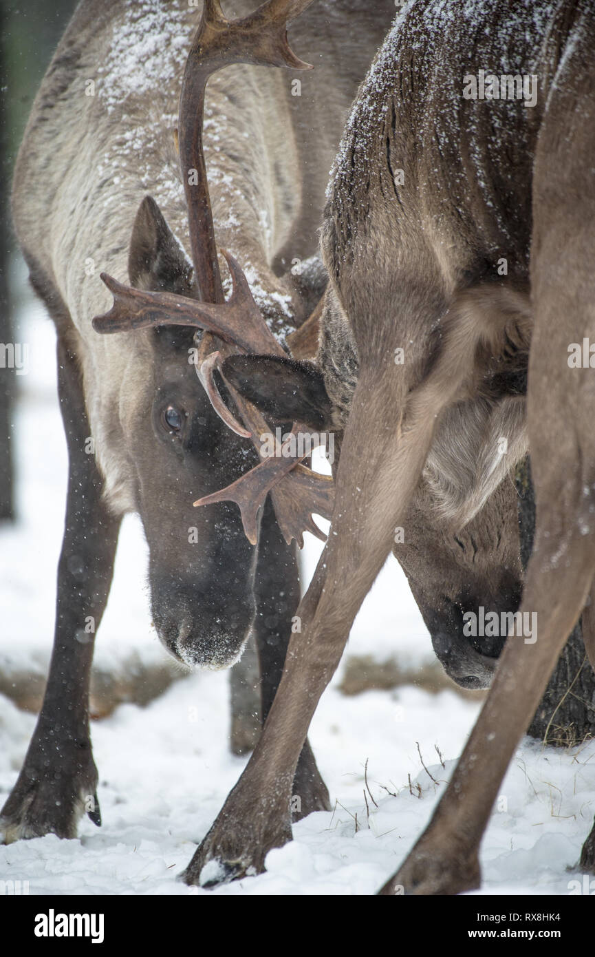 Male woodland caribou fighting hi-res stock photography and images - Alamy