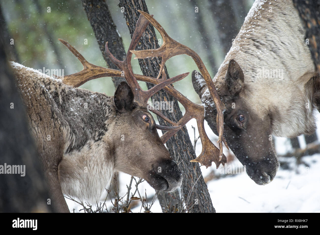 Caribou winter fight hi-res stock photography and images - Alamy