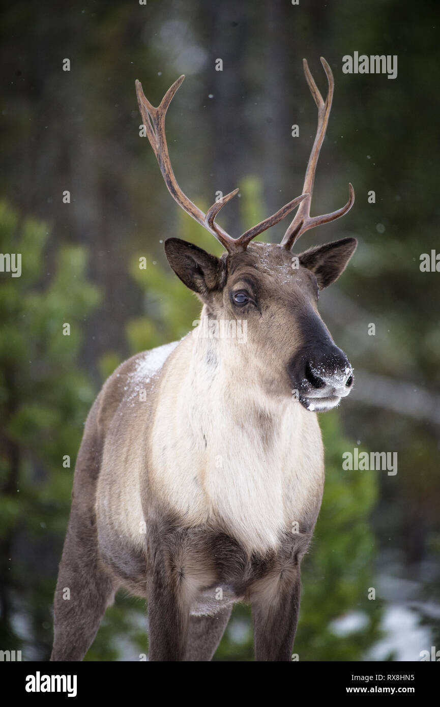Woodland caribou close up hi-res stock photography and images - Alamy