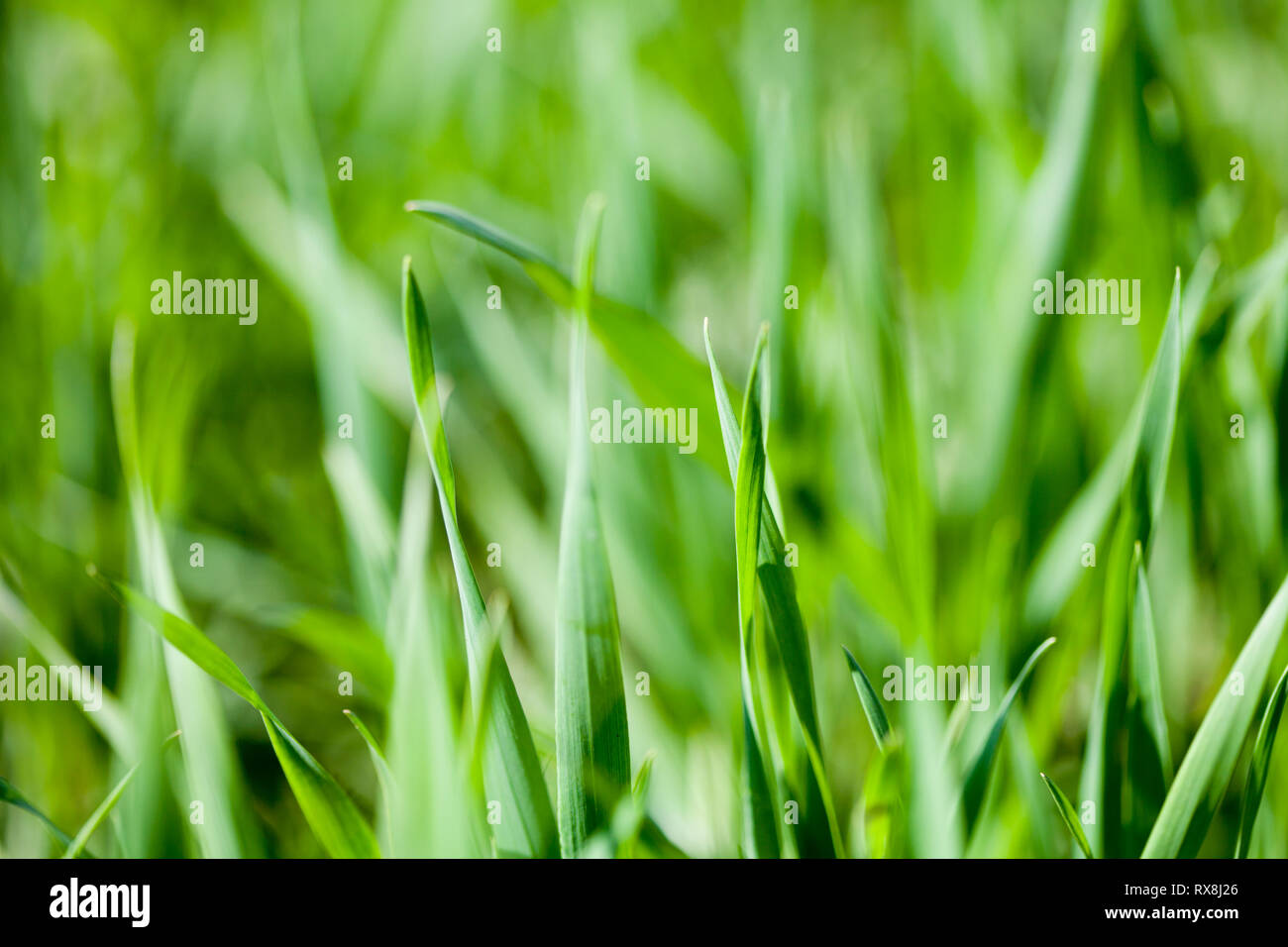 Field of green grass background Stock Photo - Alamy