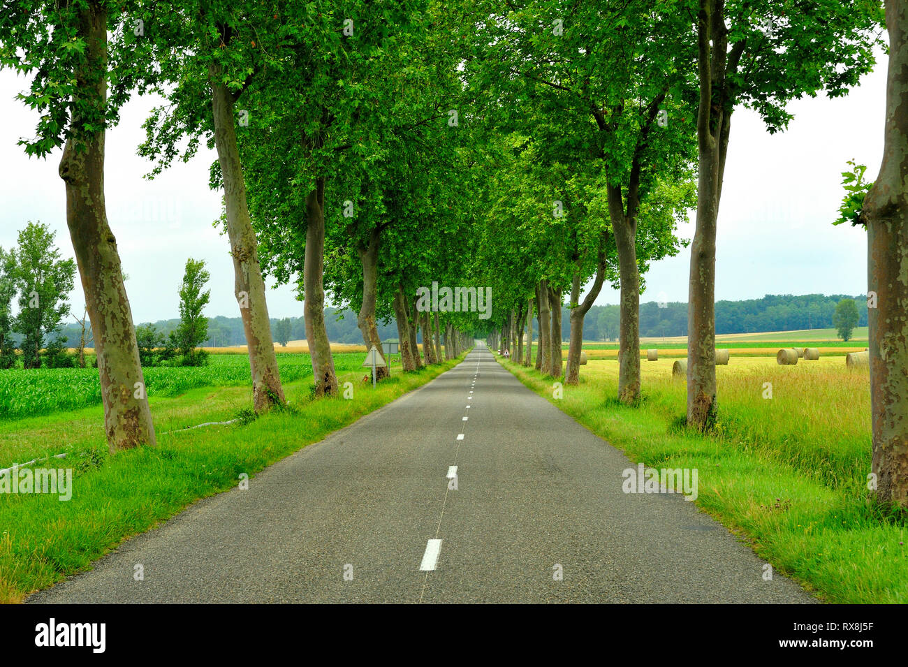 Plane tree lined road hi-res stock photography and images - Alamy