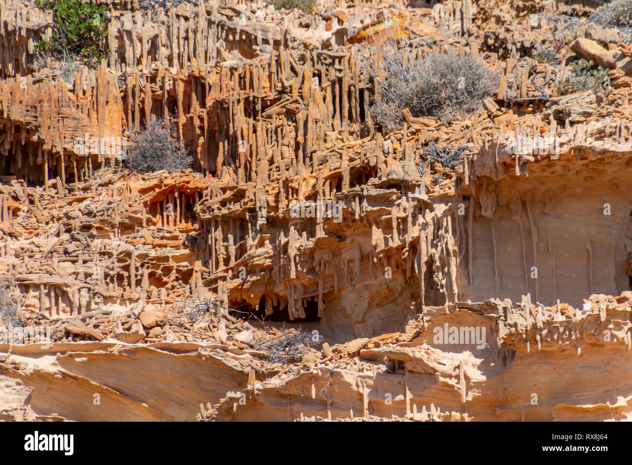 Petrified coral reef structures sediment stone in Kalbarri National ...