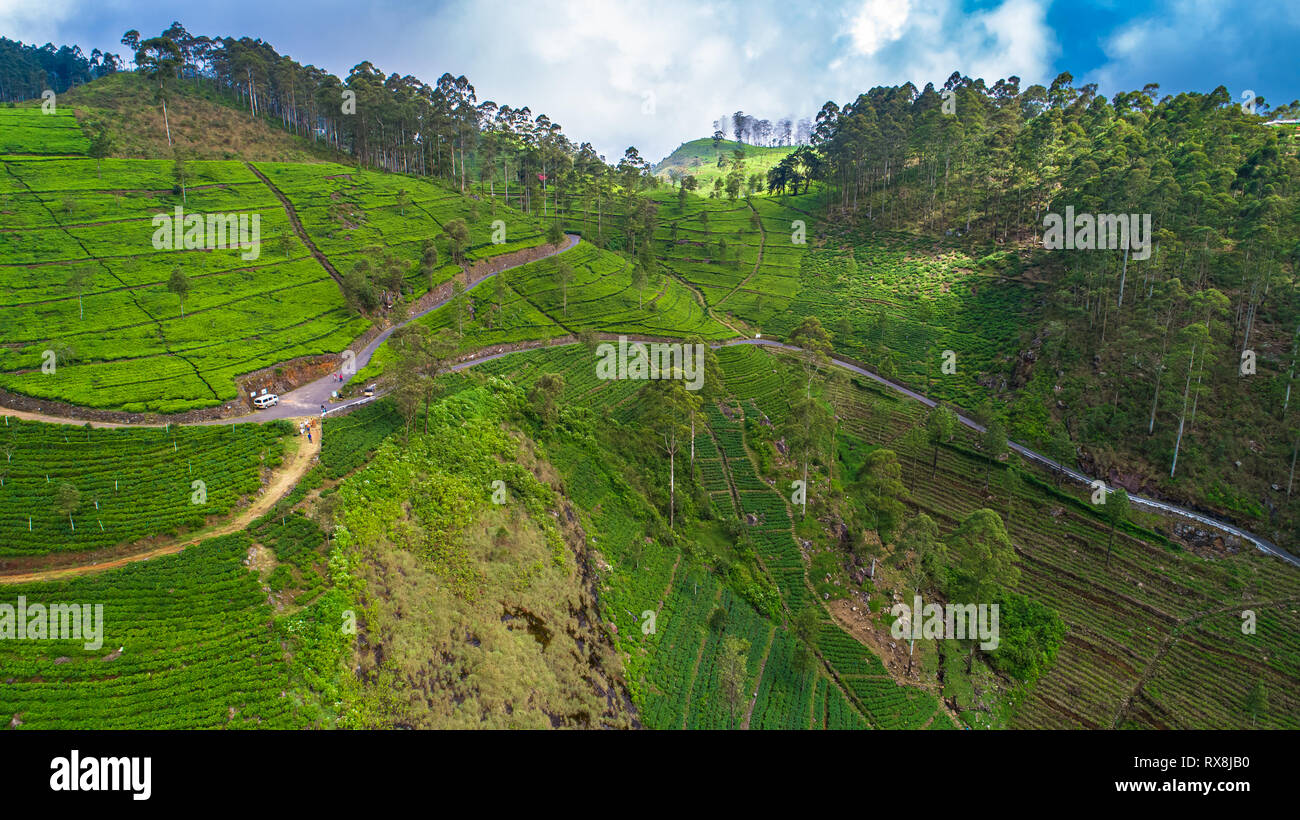 Aerial. Famous green tea plantation landscape view from Lipton's Seat ...