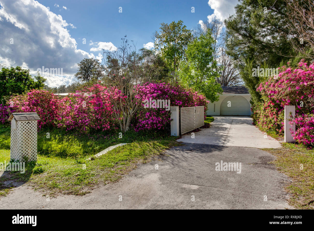 Pink Purple Flower Bushes Lining Long Driveway from Street Welcoming ...