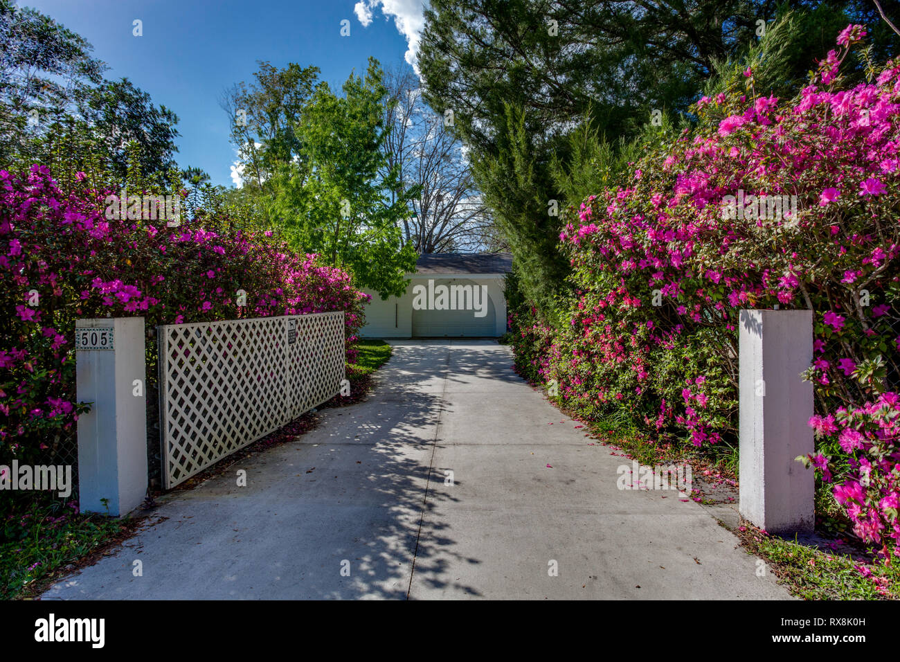 Pink Purple Flower Bushes Lining Long Driveway from Street Welcoming ...