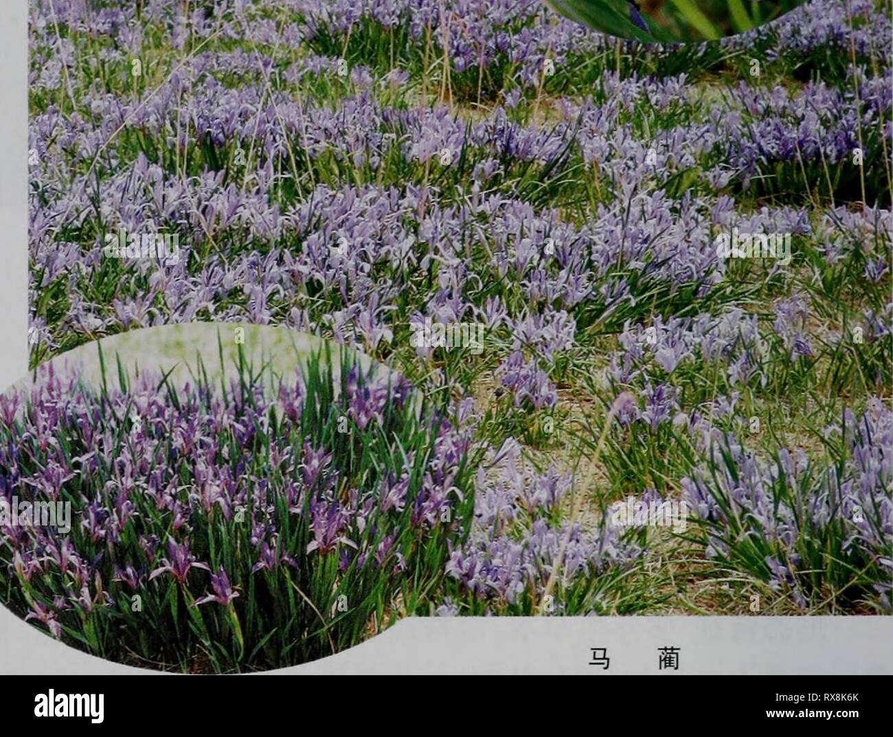 e er duo si zhi Stock Photo - Alamy