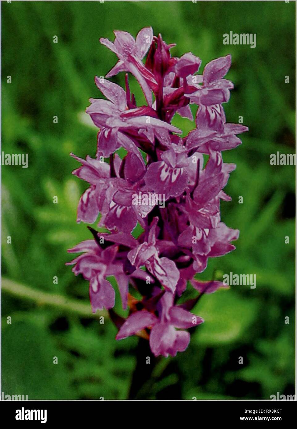 e er duo si zhi Stock Photo - Alamy