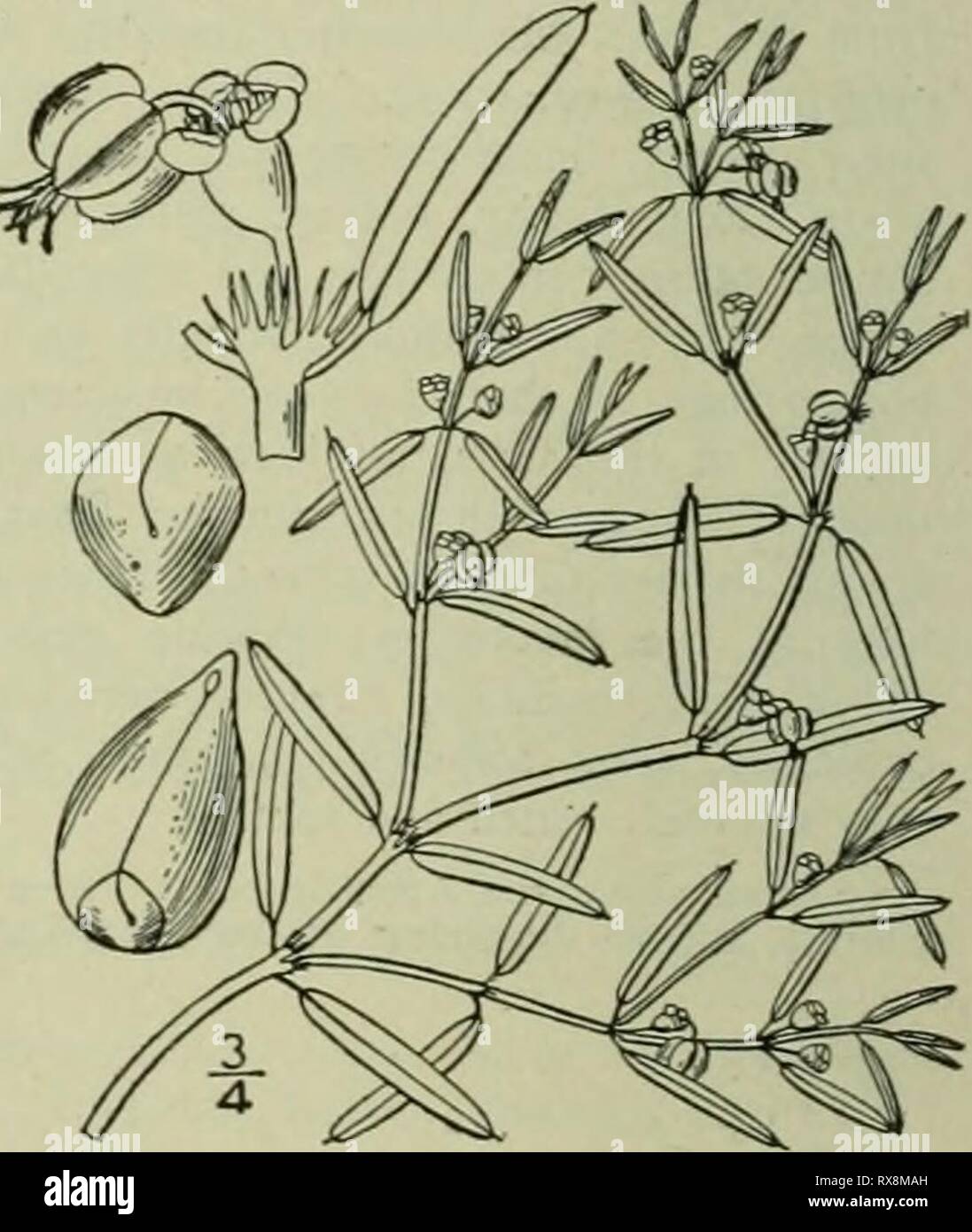 An illustrated flora of the Stock Photo - Alamy
