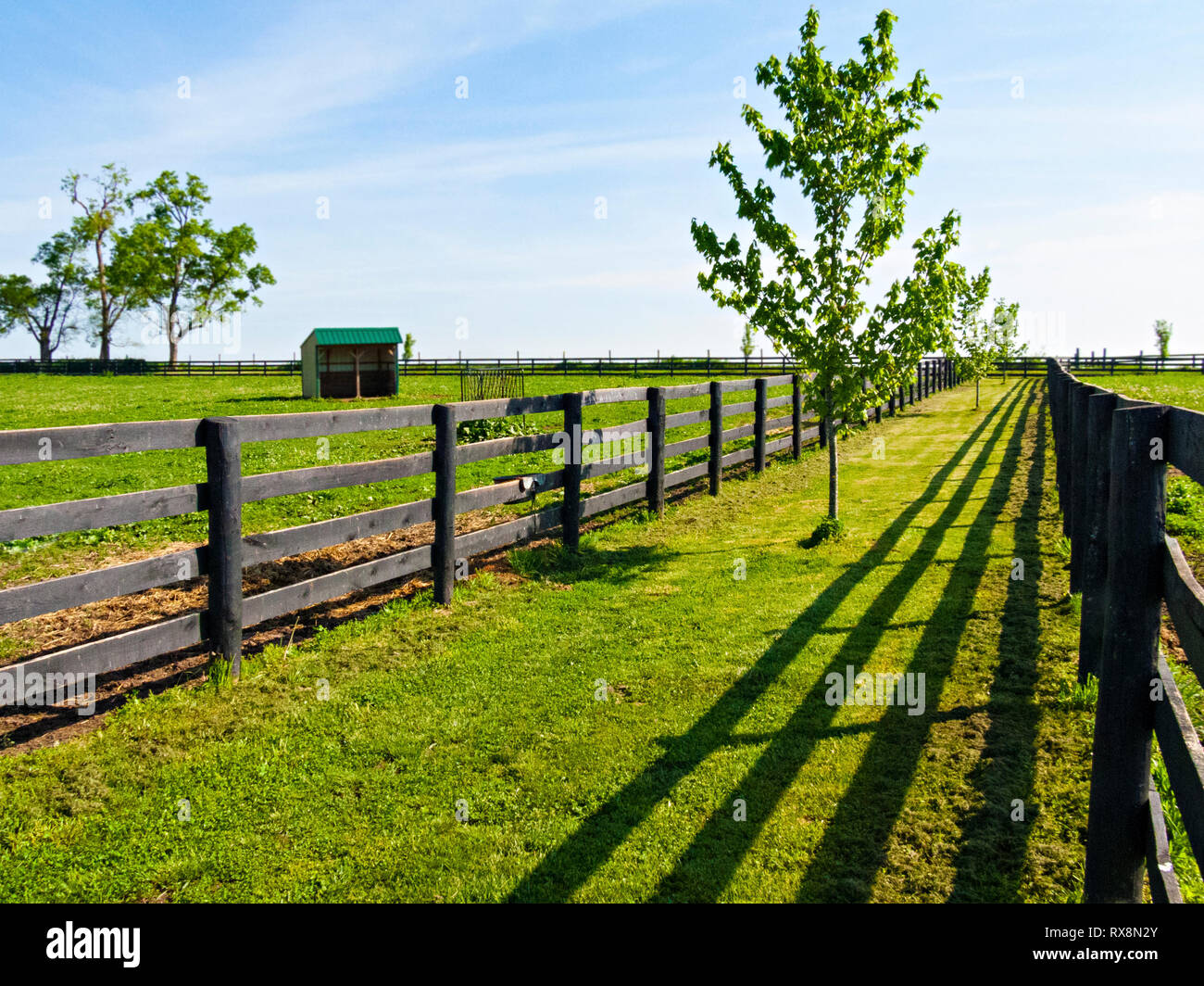 Tree shadow lines hi-res stock photography and images - Alamy