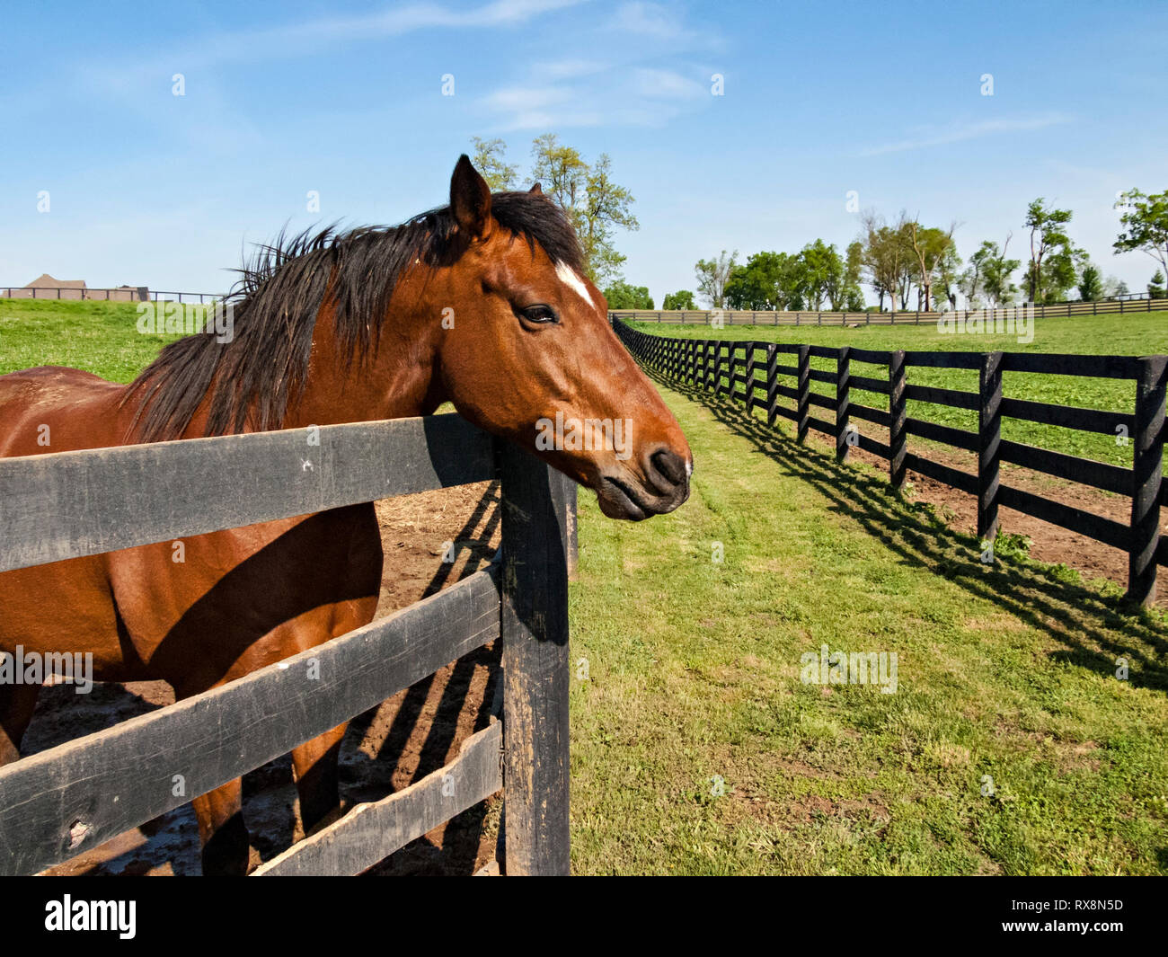 Trees eye horse hi-res stock photography and images - Alamy