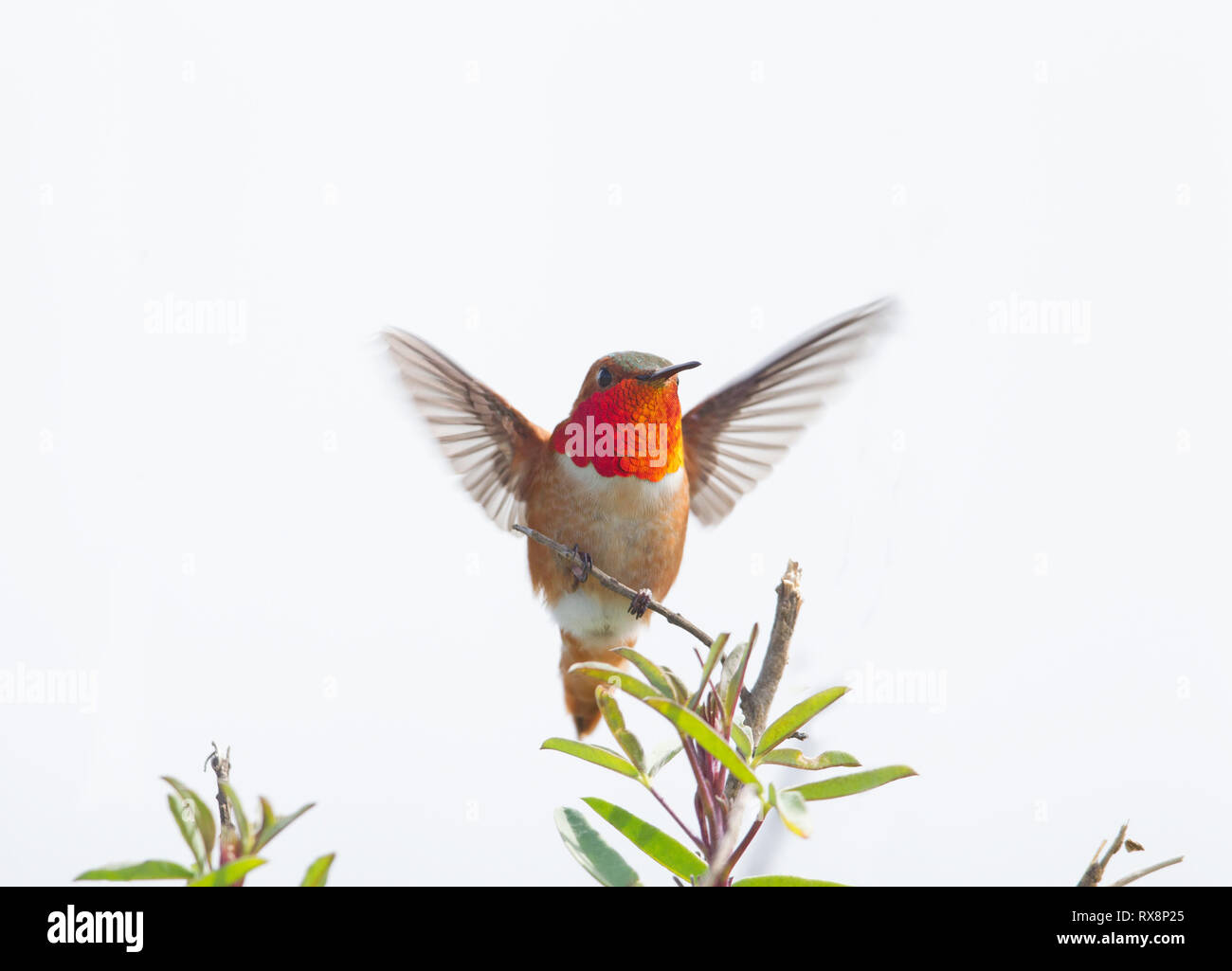 Allen's Hummingbird Male Wings Raised Stock Photo - Alamy