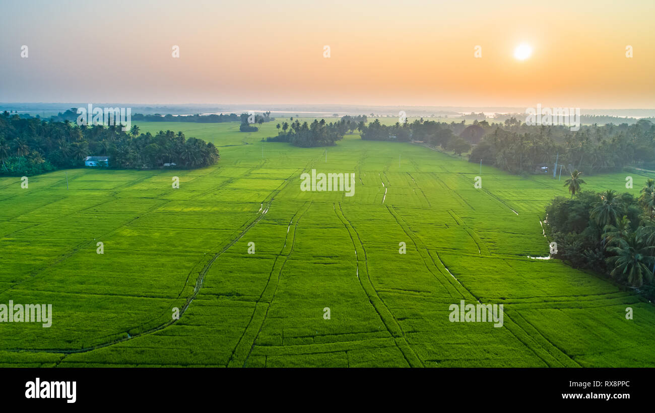 Rice field. Tissamaharama, Sri Lanka Stock Photo - Alamy