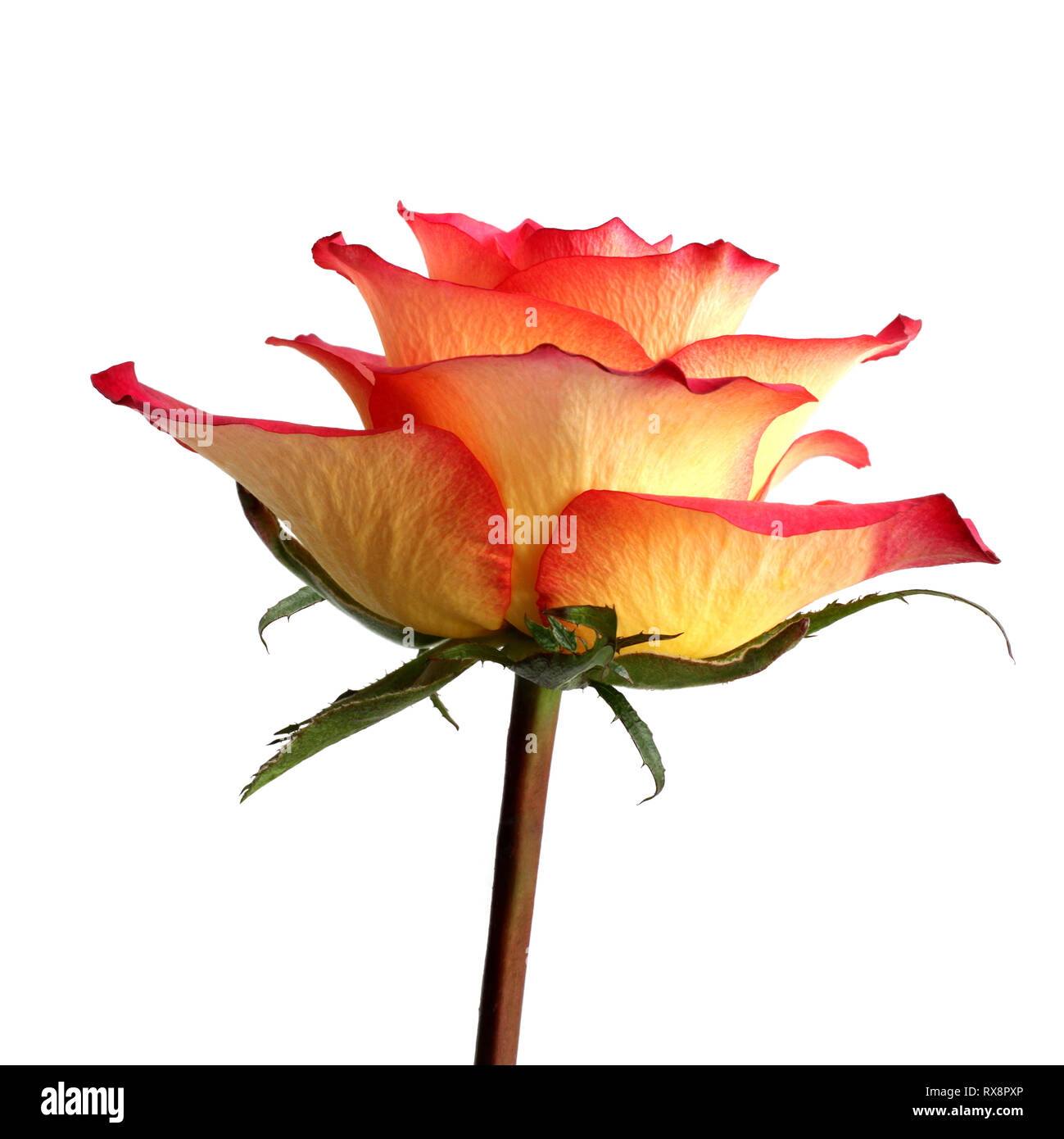 Yellow rose with red edges of petals isolated on white background Stock ...