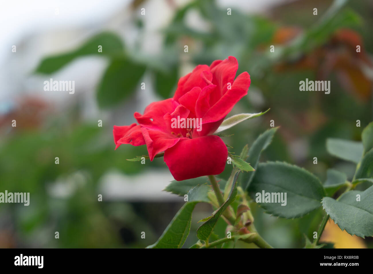 Small pistons hi-res stock photography and images - Alamy