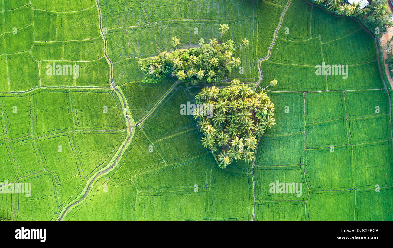 Rice field. Tissamaharama, Sri Lanka Stock Photo - Alamy