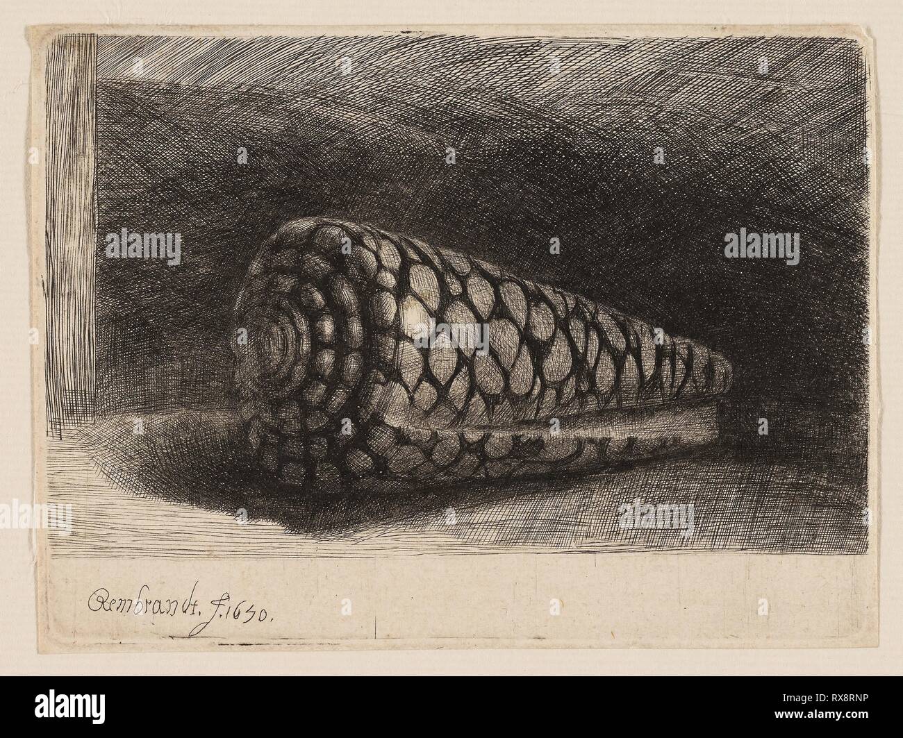 The Shell. Rembrandt van Rijn; Dutch, 1606-1669. Date: 1650. Dimensions ...