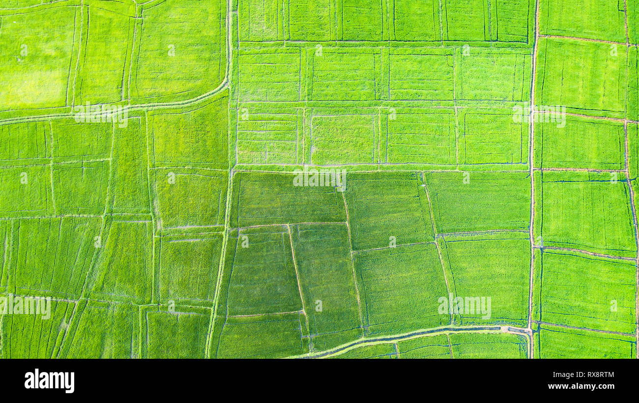 Rice field. Tissamaharama, Sri Lanka Stock Photo - Alamy
