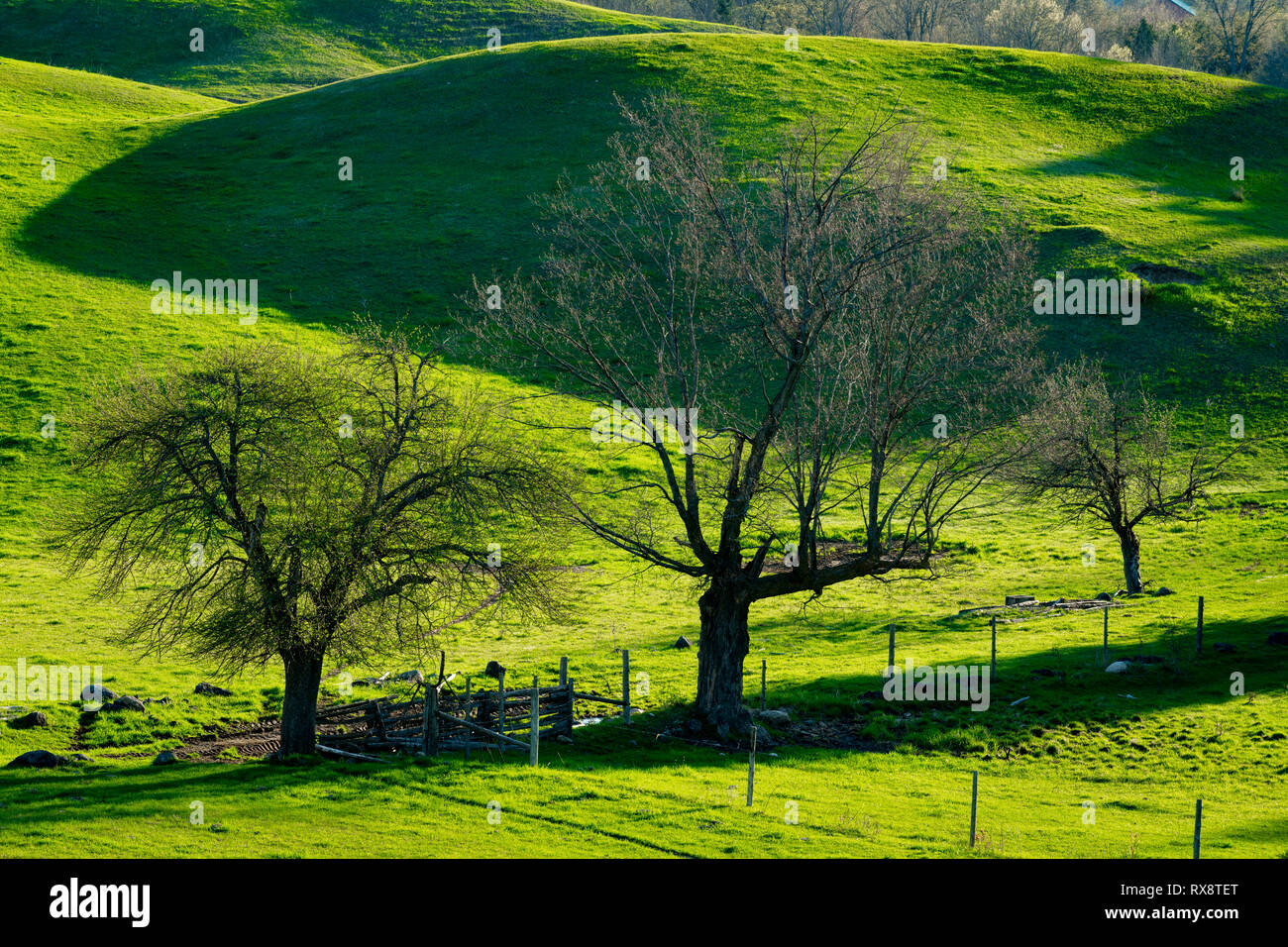 Gate, fence and Spring greenery in open field on moraine, nr ...