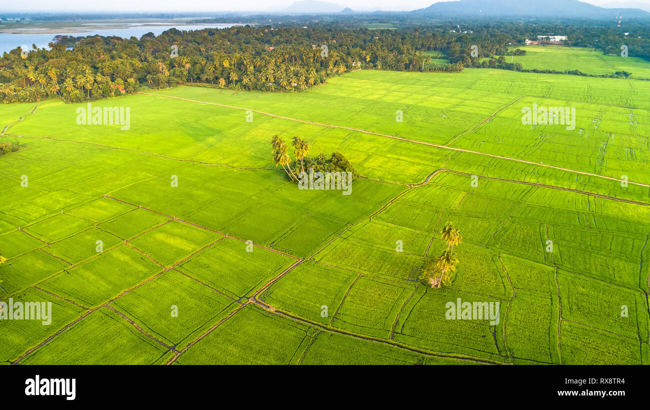 Paddy field sri lanka hi-res stock photography and images - Alamy