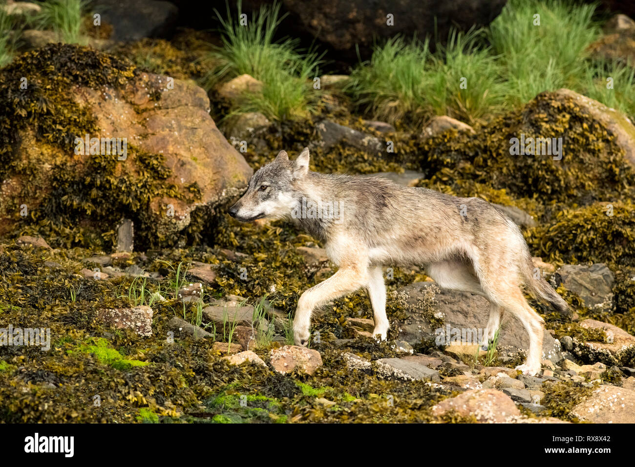 Coastal wolves canada hi-res stock photography and images - Alamy