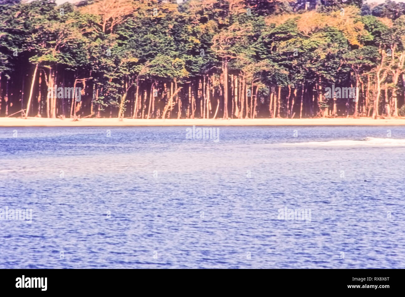 Landscape,Tropical rain forest,tall hard wood trees,Jarwas tribals ...