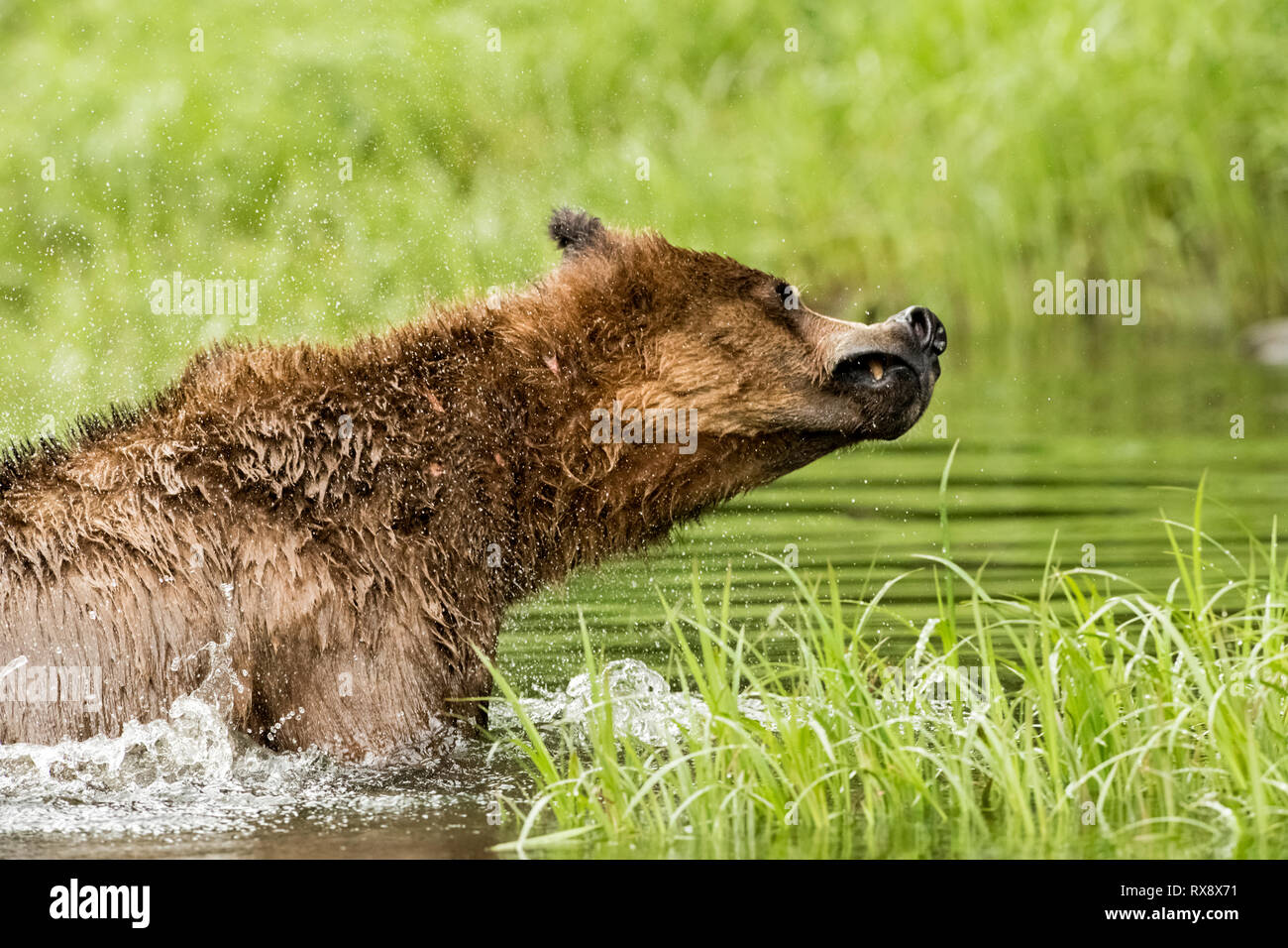 Grizzly Bears Ursus Arctos Horribilis Flight And Playing
