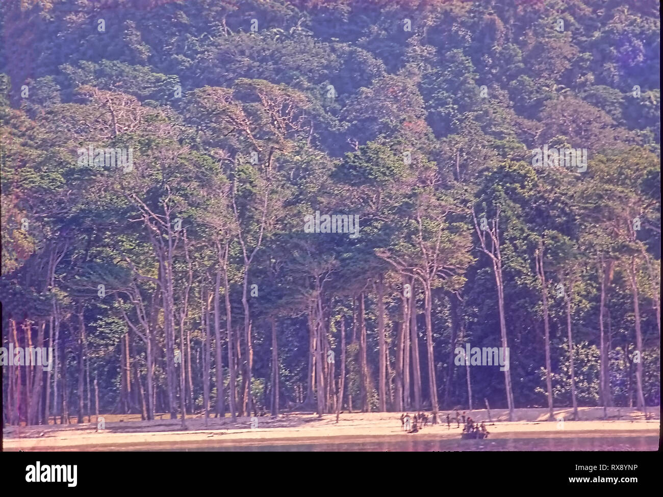 Negrito ,aboriginal,tribal,Jarwas,back to their beach ,forest habitat ...