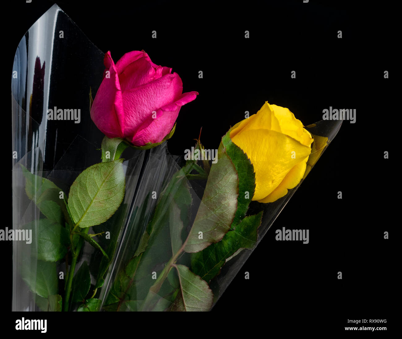 Beautiful and colorful roses isolated Stock Photo - Alamy
