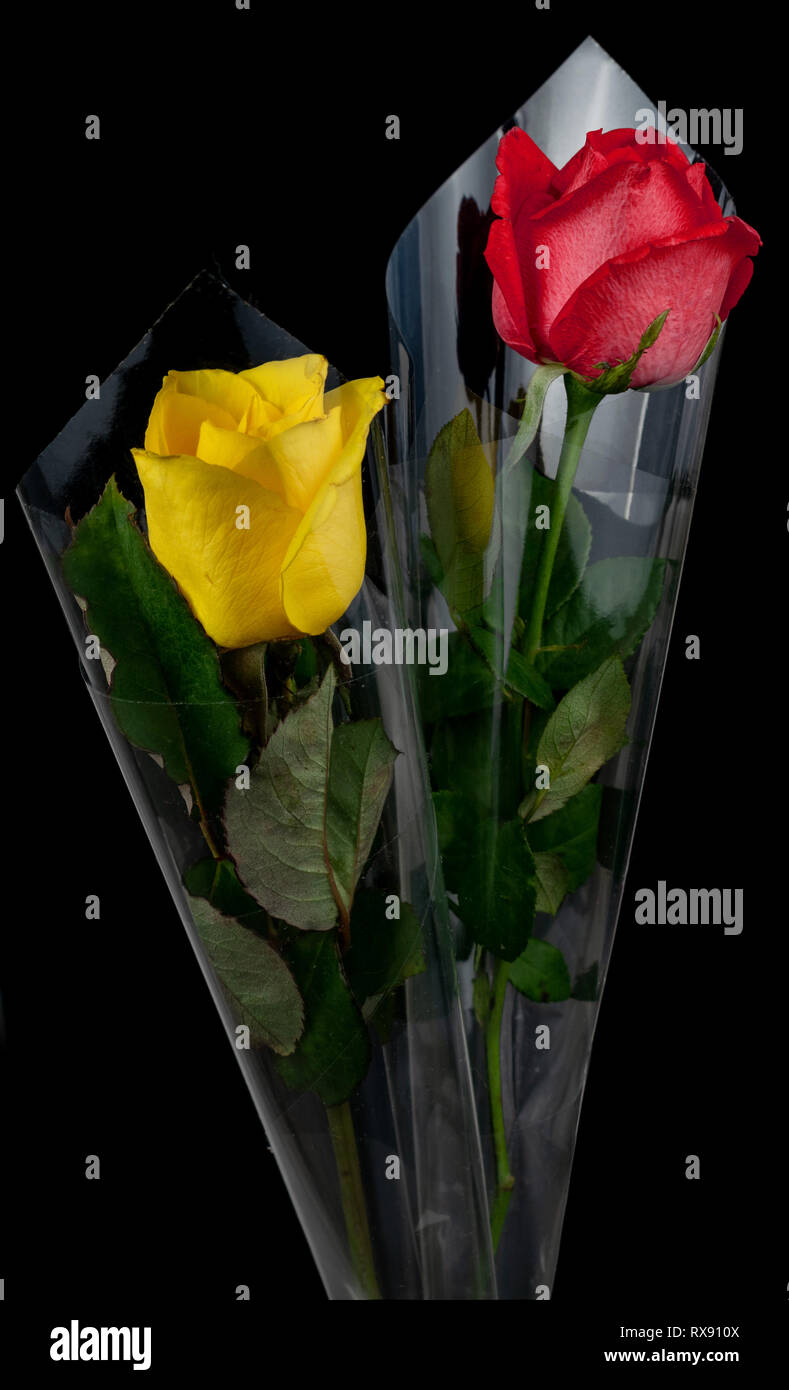 Beautiful and colorful roses isolated Stock Photo - Alamy