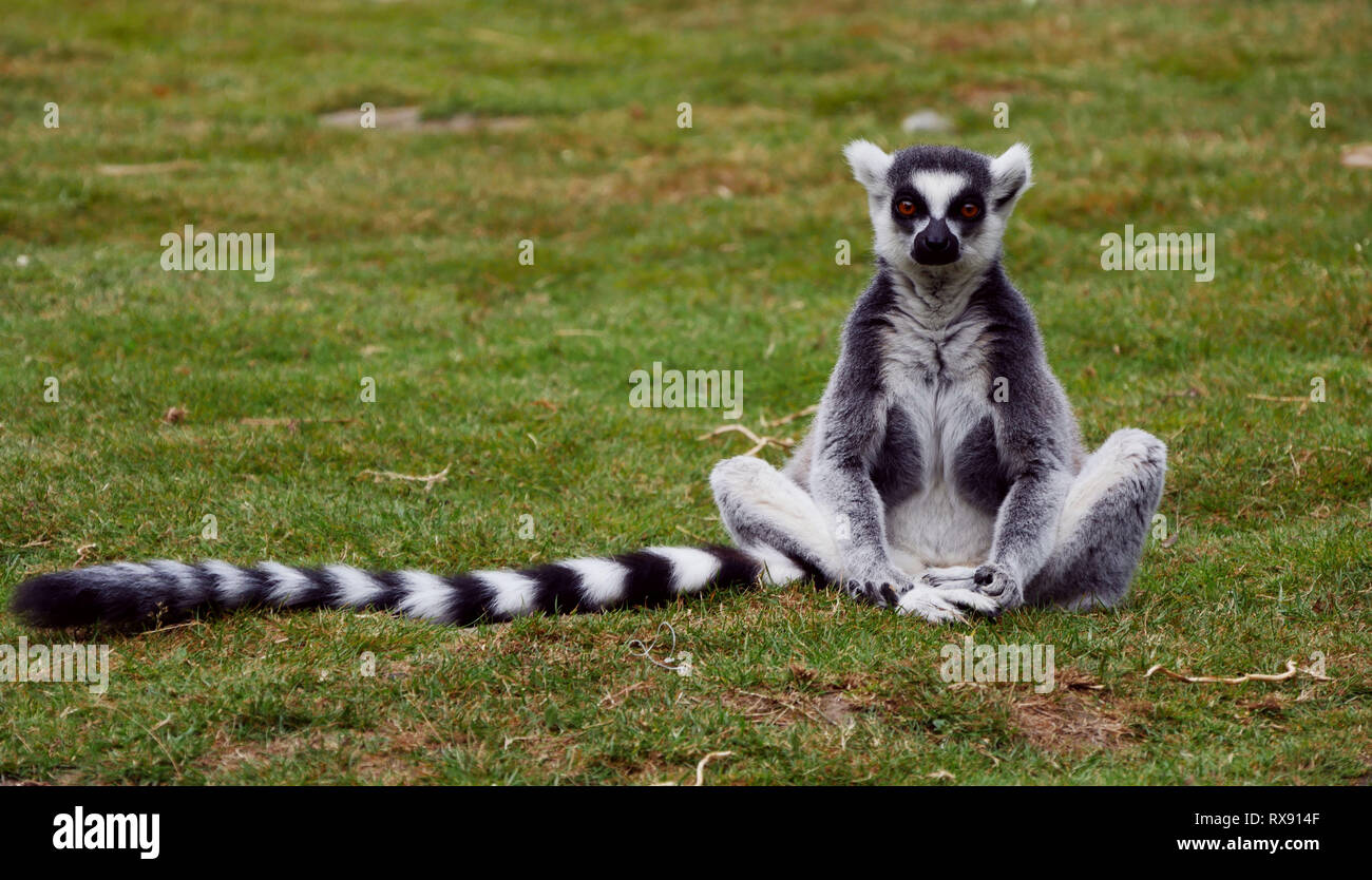 Lemur Hand Meme