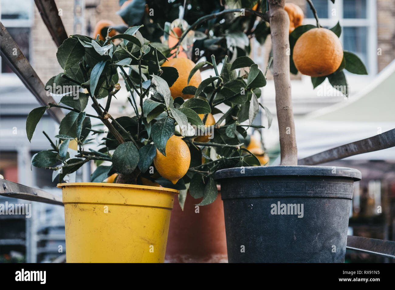 Lemon orange trees hi-res stock photography and images - Alamy