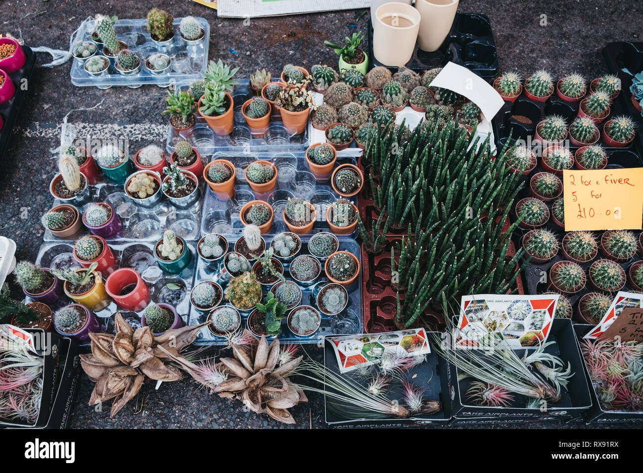 Selection of cacti hi-res stock photography and images - Alamy
