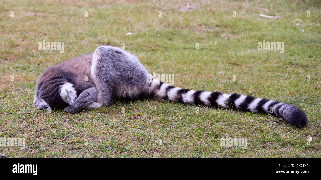 Sleeping lemur hi-res stock photography and images - Alamy