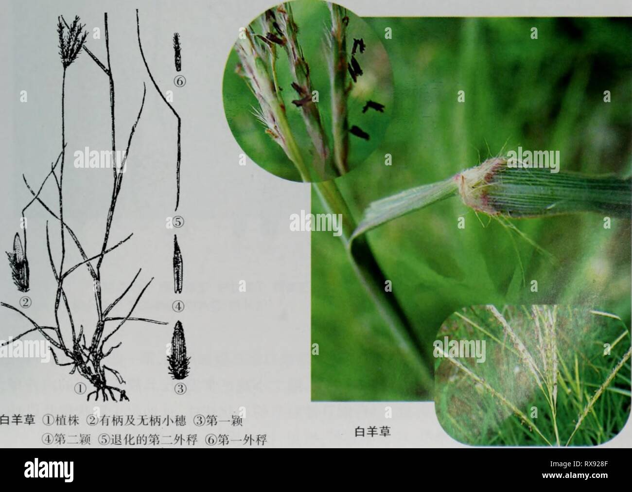e er duo si zhi Stock Photo - Alamy