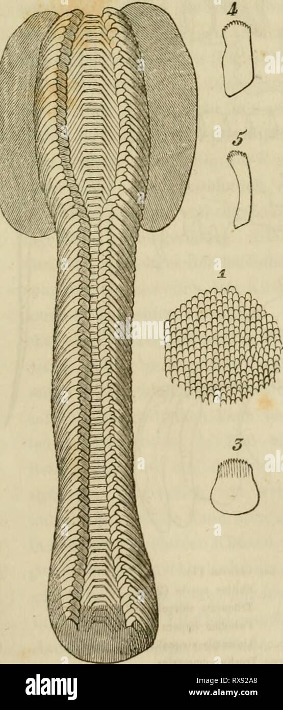 Kinnlade hi-res stock photography and images - Alamy