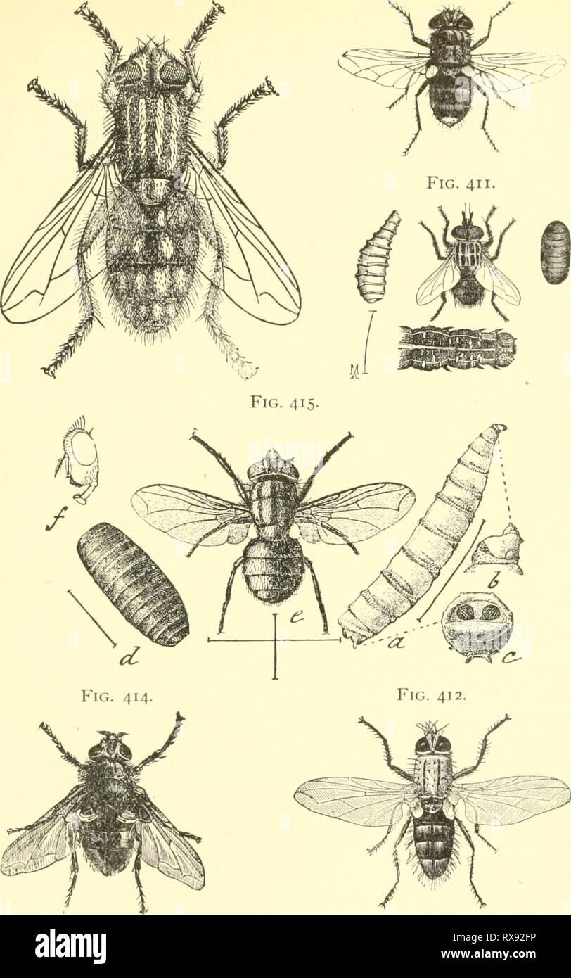 Screw worm fly hi-res stock photography and images - Alamy