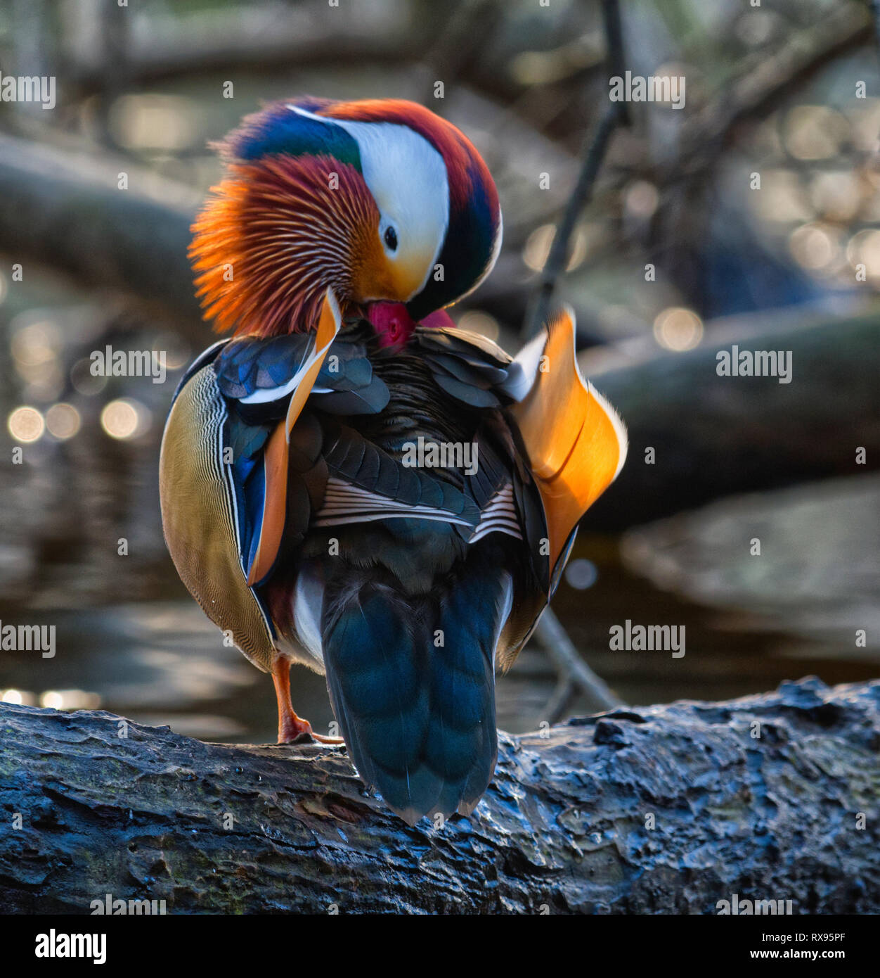 Golden duck gold duck hi-res stock photography and images - Alamy