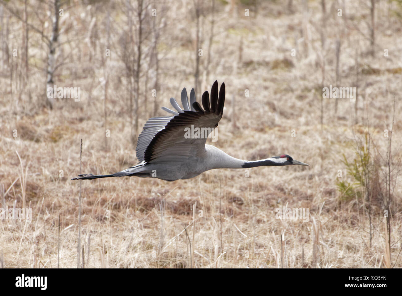 Common Crane (grus grus) flying above wetland in spring. Closeup image ...