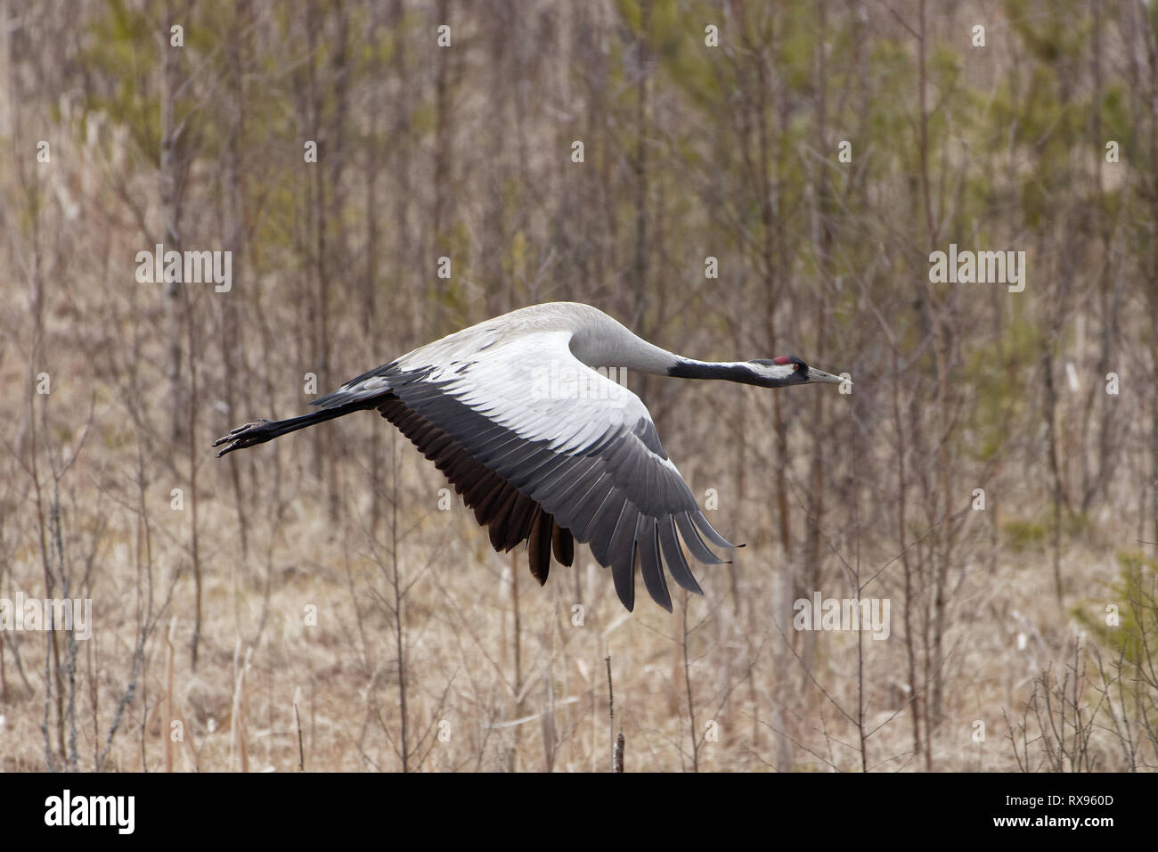 Spring crane hi-res stock photography and images - Alamy