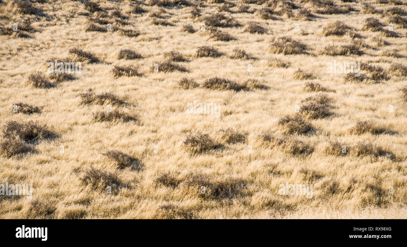 Cheat grass hi-res stock photography and images - Alamy
