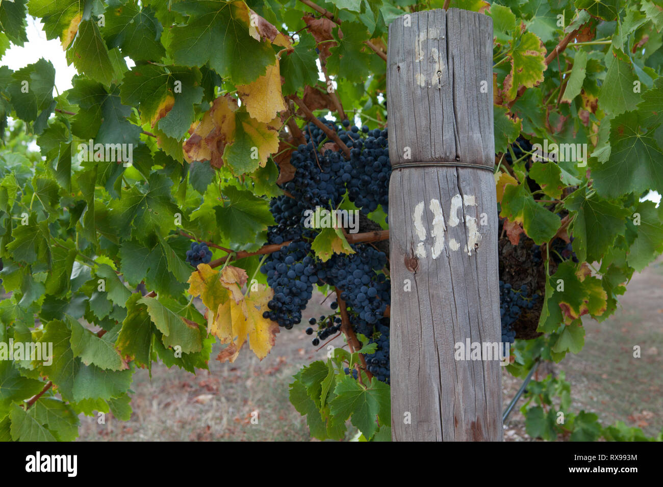 Vineyards from the Barossa Valley in South Australia one of Australia's ...
