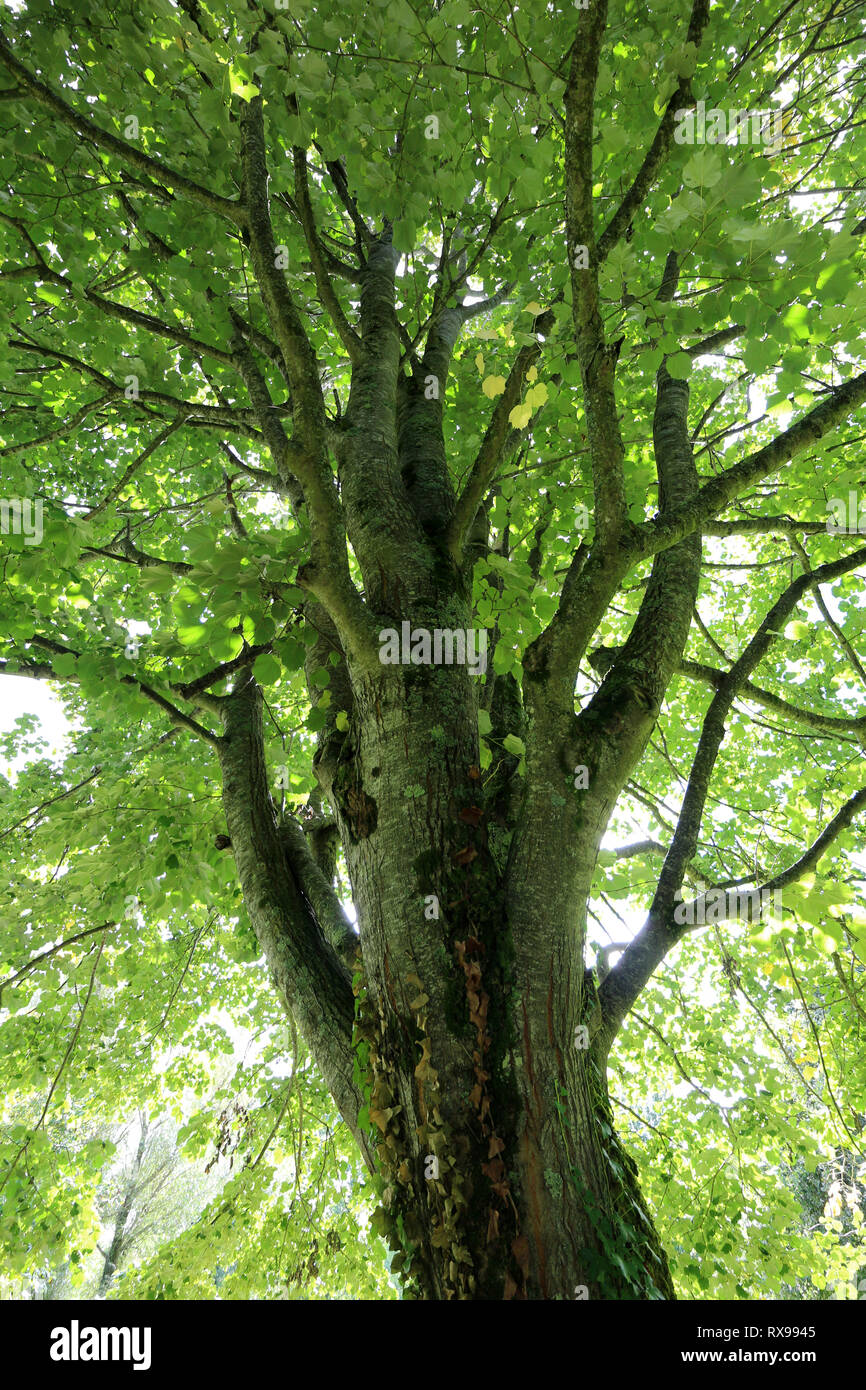 Decidious tree bark hi-res stock photography and images - Alamy