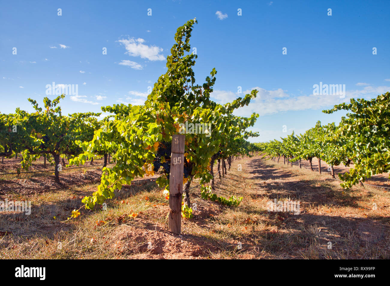 Vineyards from the Barossa Valley in South Australia one of Australia's ...
