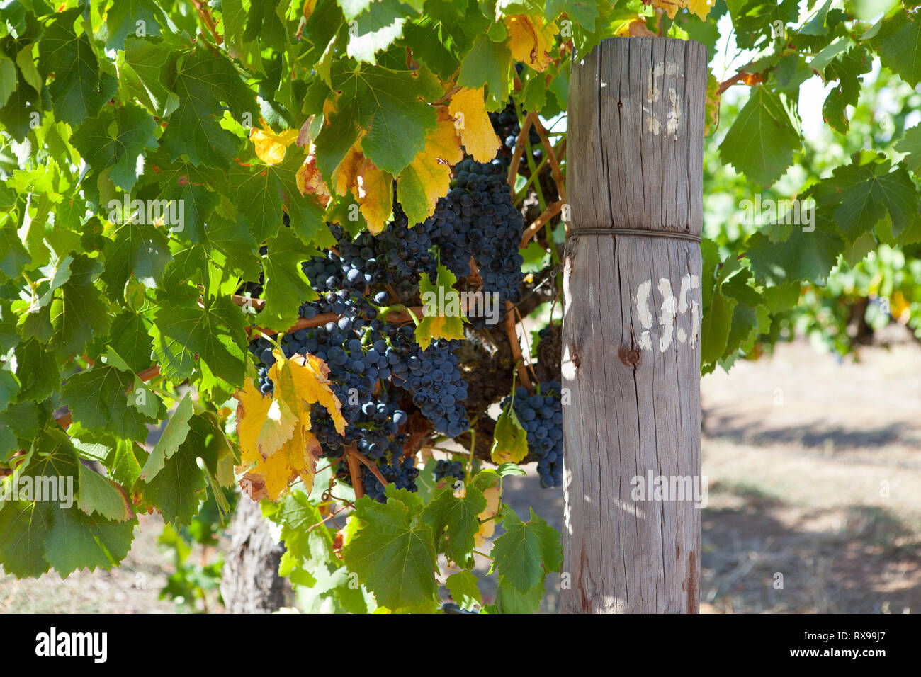 Vineyards from the Barossa Valley in South Australia one of Australia's ...